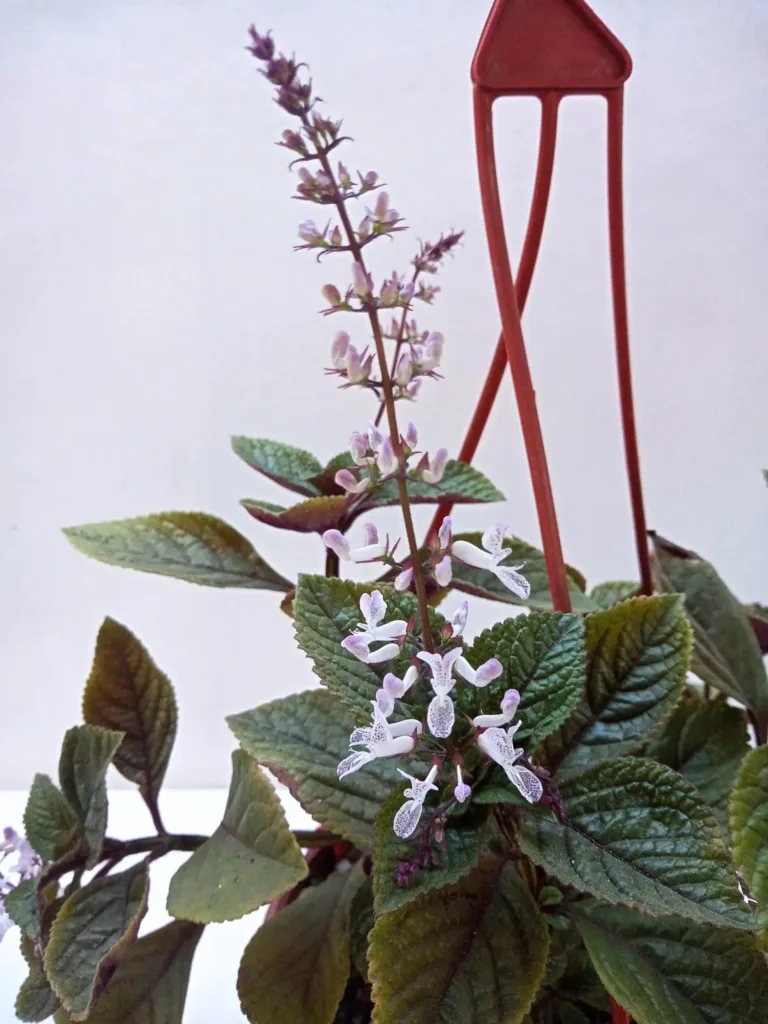 La Planta Dólar Negro: Belleza Y Cuidados | TeleFlor
