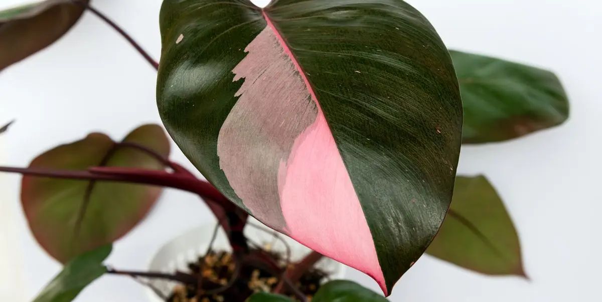 La Flor De Princesa: Joya Para Jardín De Interior | TeleFlor