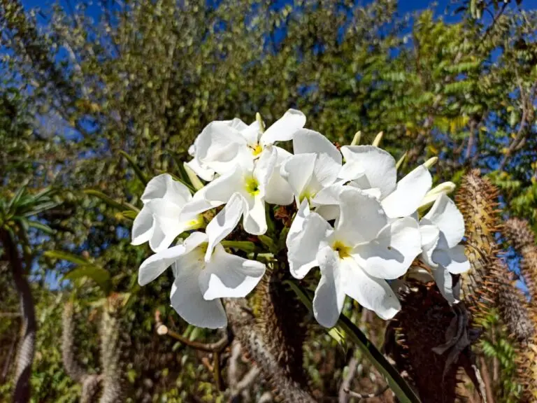 Palmera Flor Blanca | TeleFlor