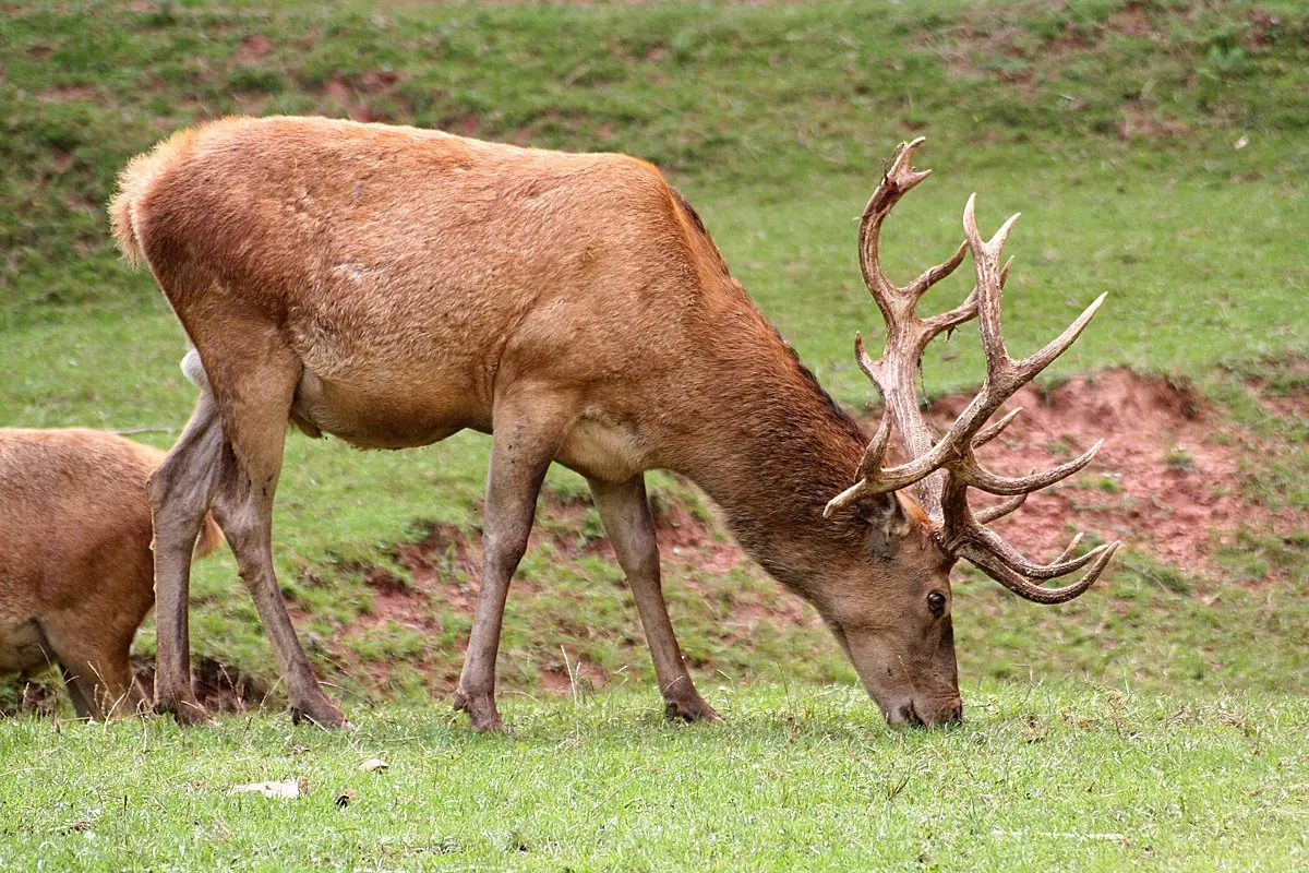 Venado Con Flores: Belleza Y Armonía En La Naturaleza | TeleFlor
