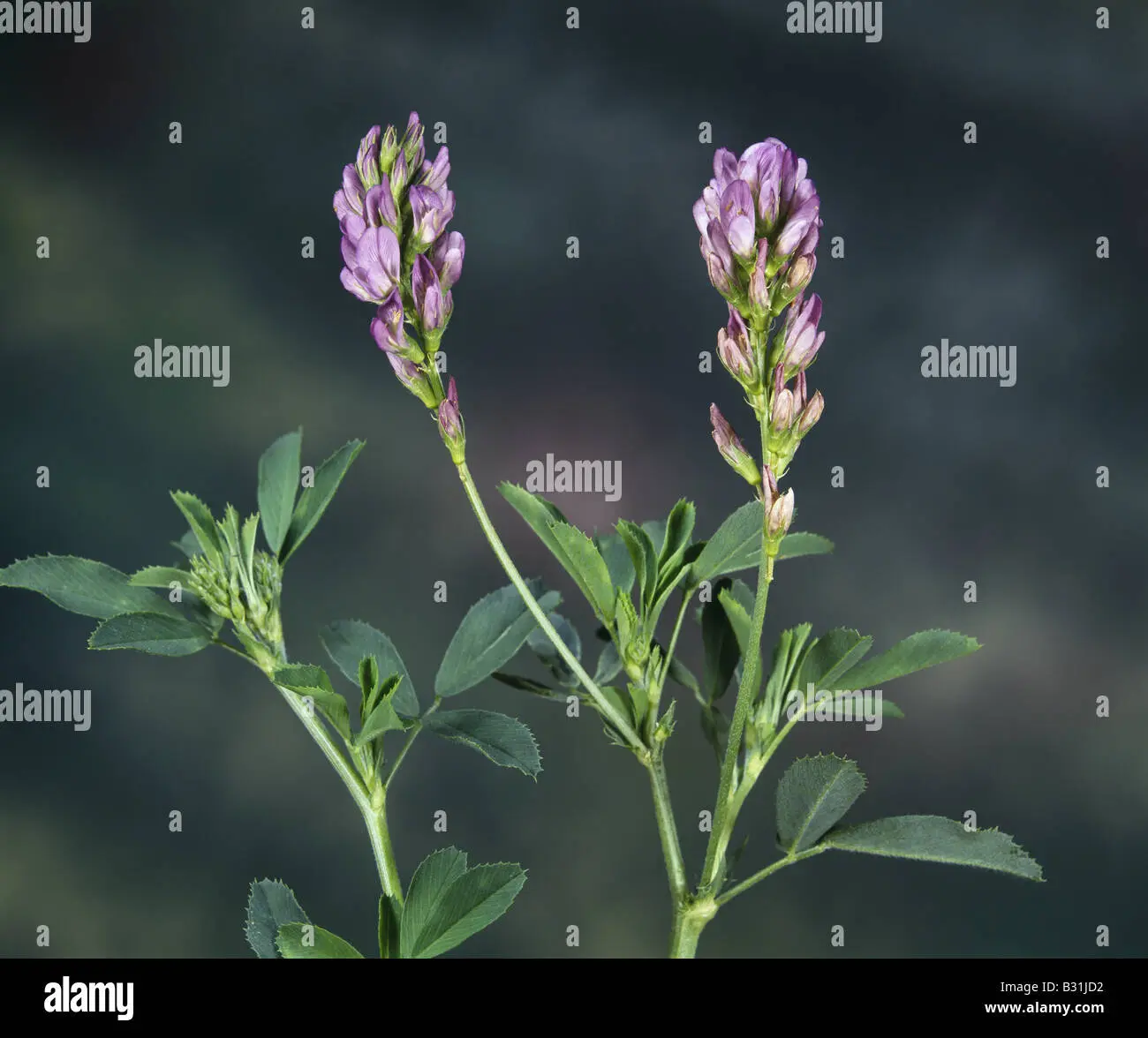 La Alfalfa Flor: Planta Versátil Y Nutritiva | TeleFlor