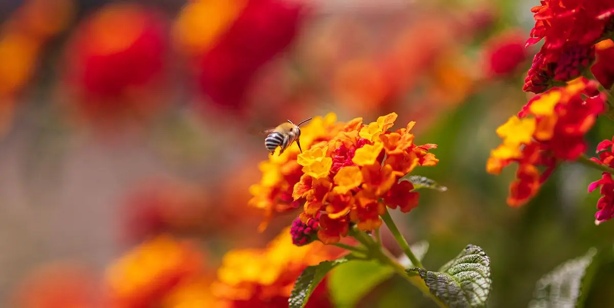 Atrae Abejas A Tu Jardín: Cómo Crear Un Espacio Natural Para ...