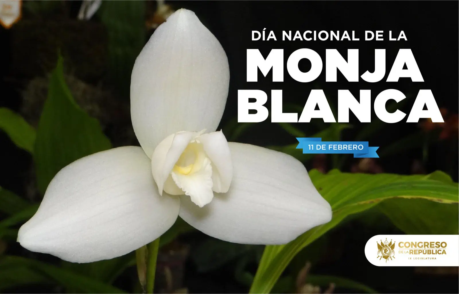 La Monja Blanca: Flor Nacional De Guatemala | TeleFlor