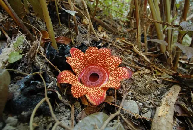 Rafflesia: La Flor Con Olor Feo Que Sorprende A Todos | TeleFlor