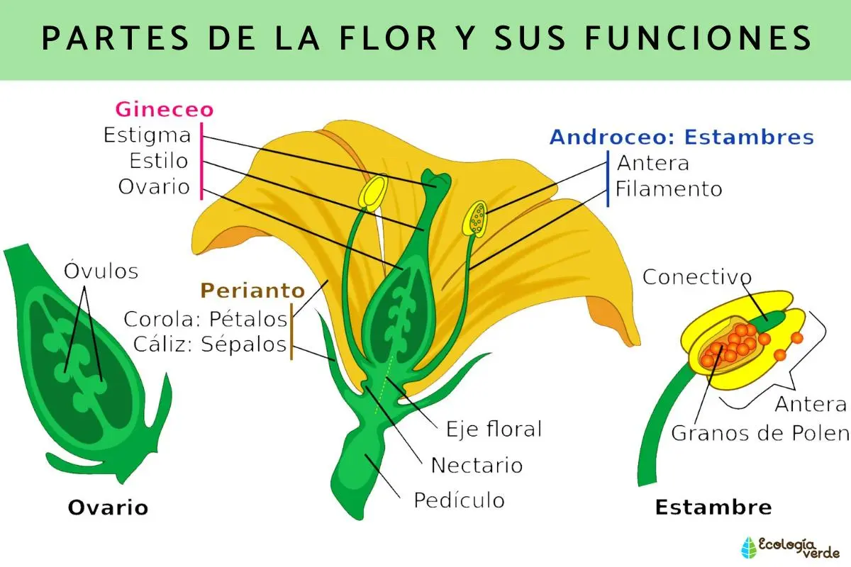 Función De La Flor: Importancia Y Características | TeleFlor