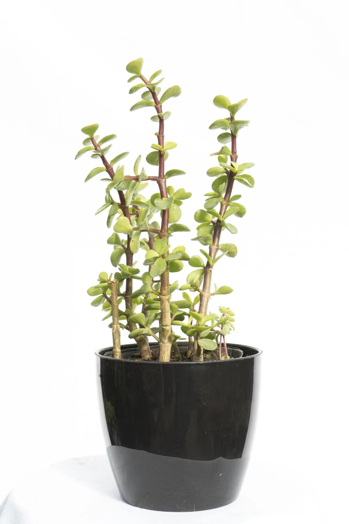Flor Moneda: Planta Suculenta Para Decorar Espacios Abiertos | TeleFlor