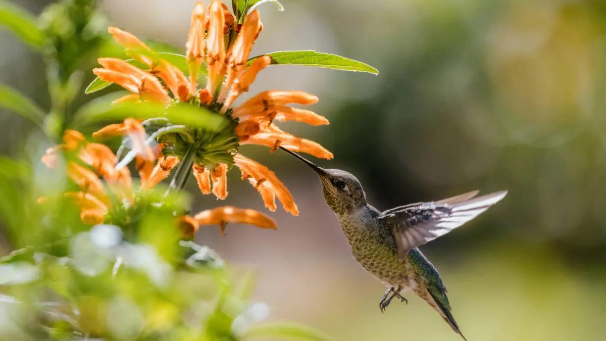 Atrae Colibríes Con Flores: Lantana, Ave Del Paraíso Y Madreselva ...