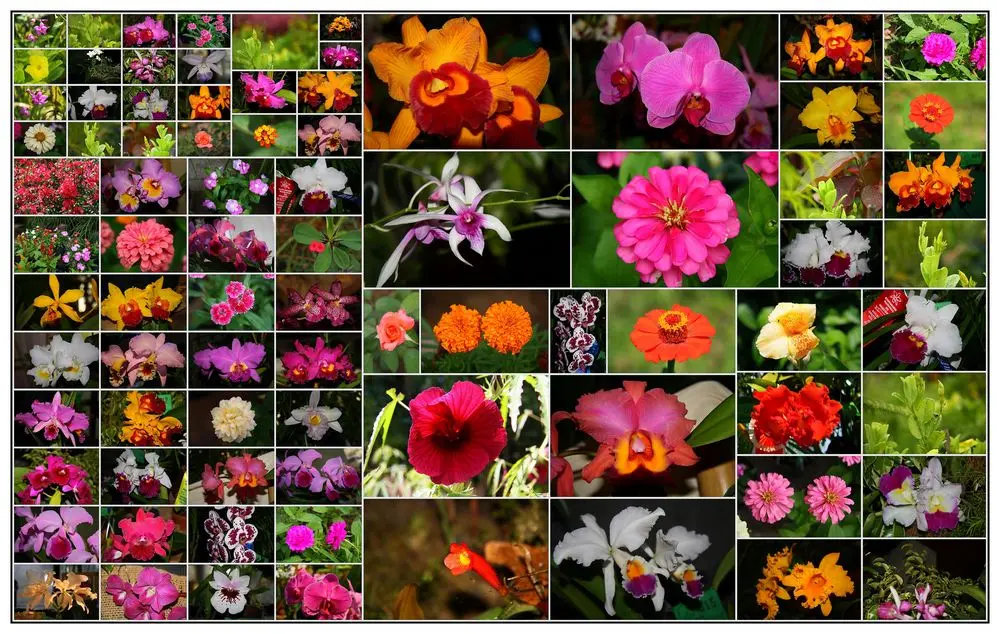 Flores Del Llano Venezolano: Diversidad Floral En Venezuela | TeleFlor
