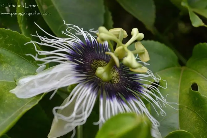 Flora De Paraguay: Su Riqueza Natural | TeleFlor