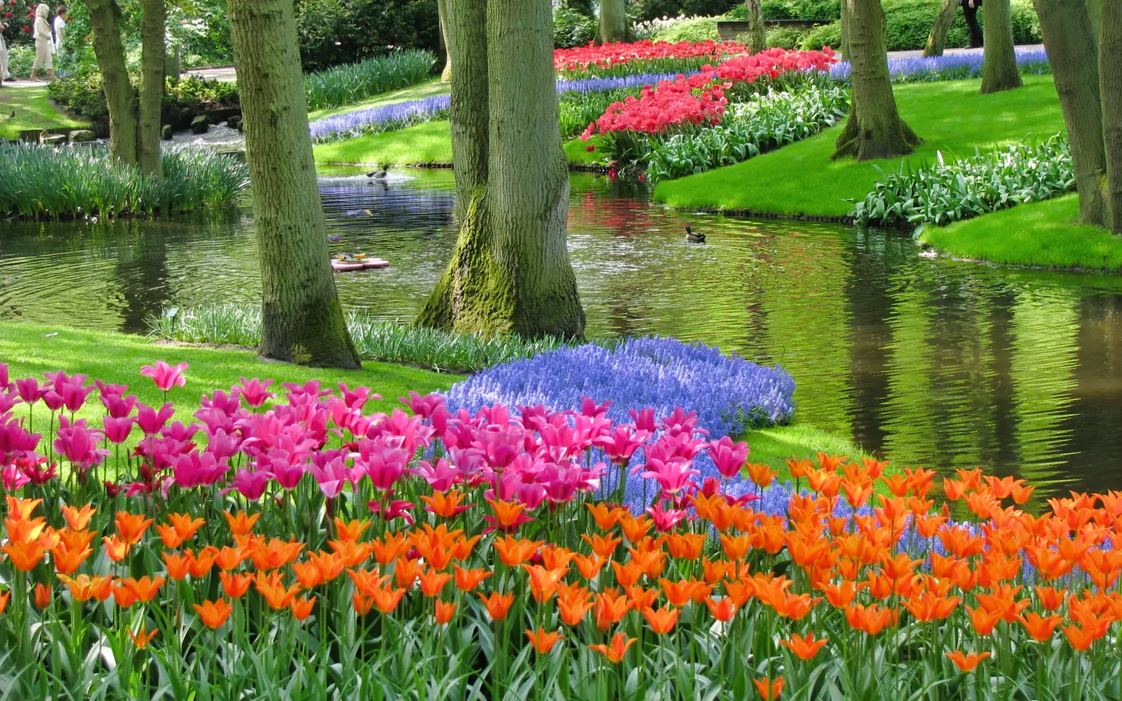 Festival De Flores En Holanda: Un Espectáculo De Colores Y Fragancias ...
