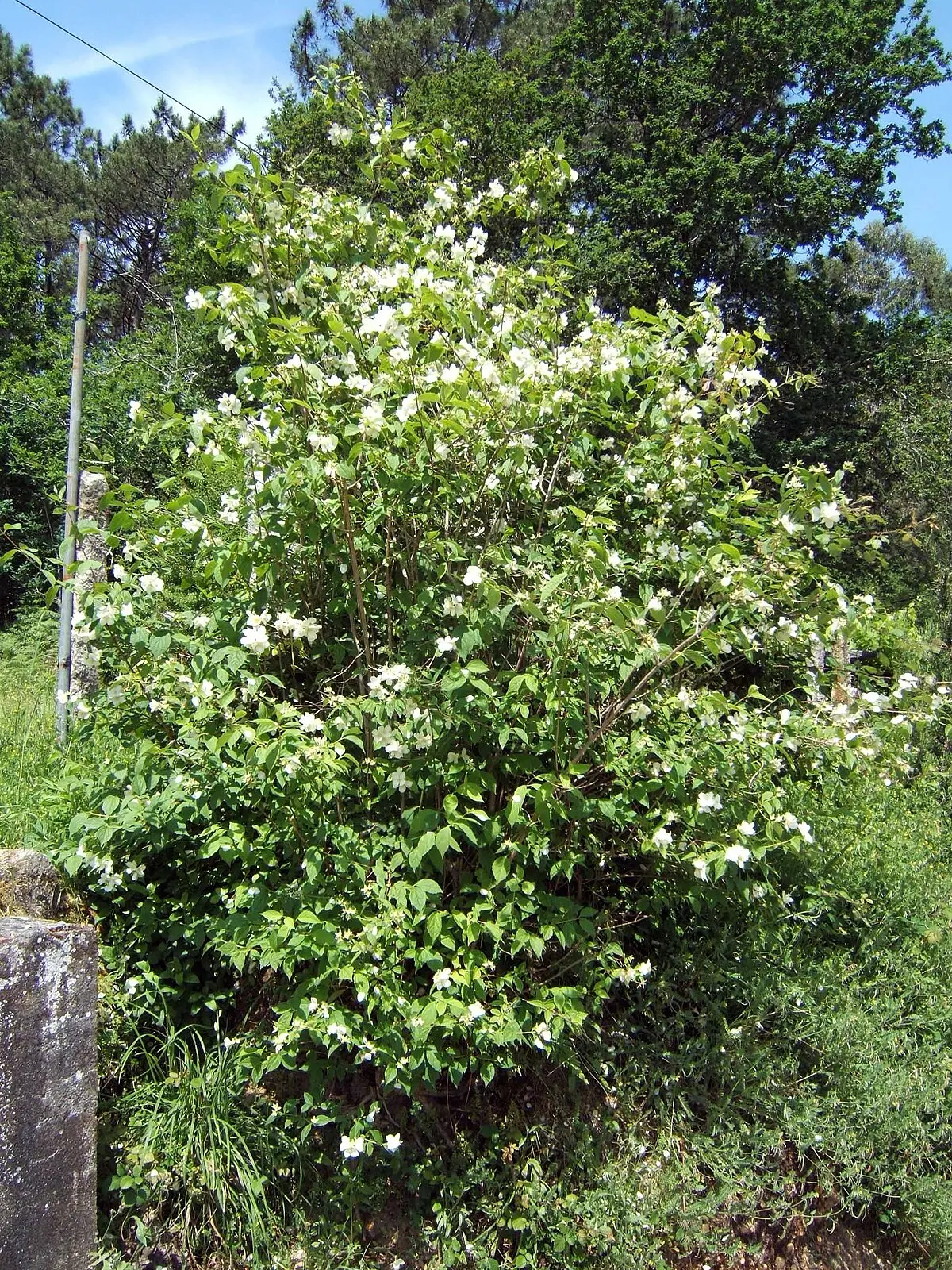 Flor De ángel Arbusto: Belleza Ornamental Y Fragante | TeleFlor