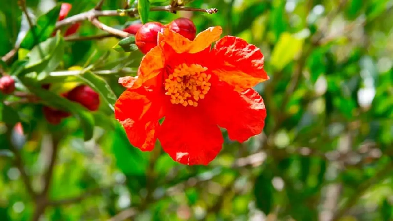 Granada Fruta Flor: Belleza Y Beneficios Para La Salud | TeleFlor