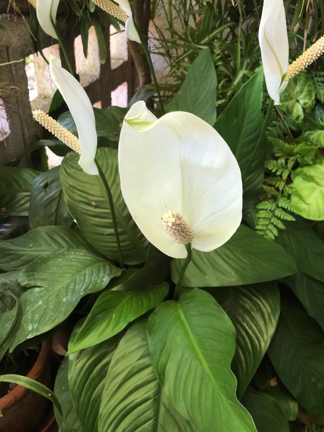 Lirio De La Paz: Flor Verde Que Inspira Calma Y Tranquilidad | TeleFlor