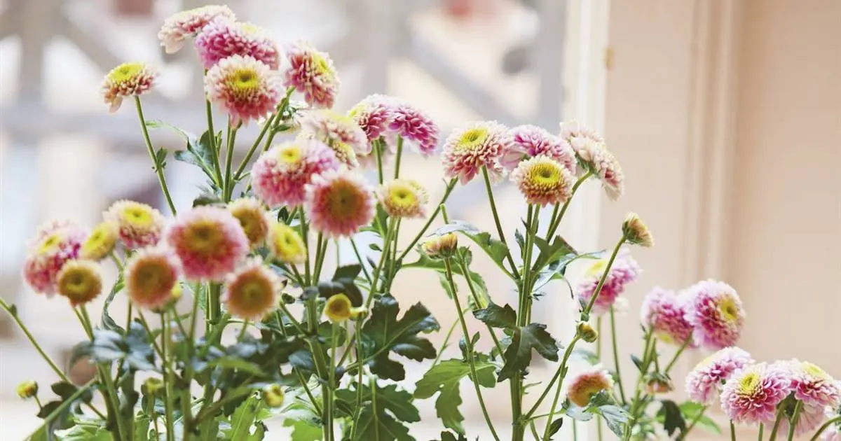 La Flor Crisantemo: Belleza Y Simbolismo | TeleFlor