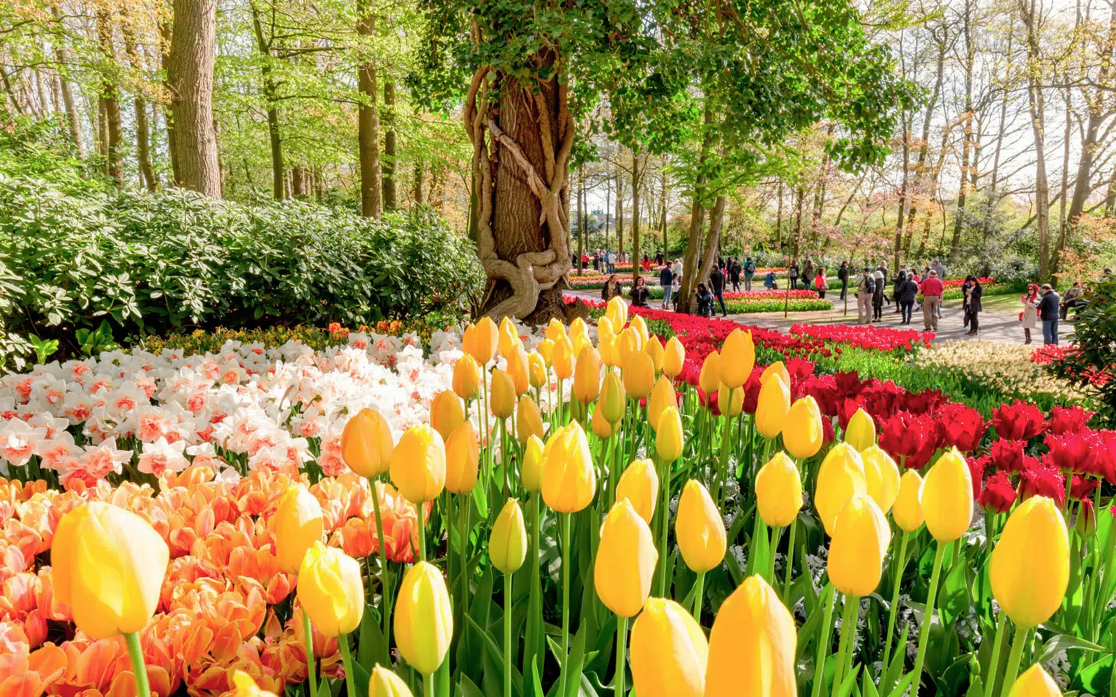 Exposición De Flores En Holanda: Parque Keukenhof - Tutorial Completa ...