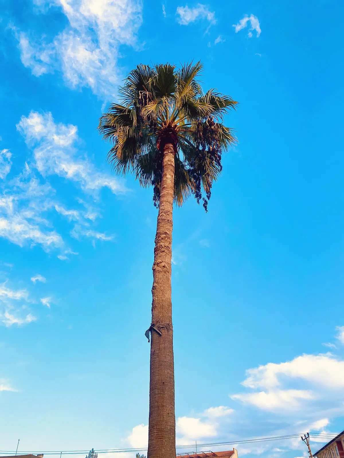 Flor De Palmera Washingtonia: Embellece Tu Jardín Con Esta Planta ...