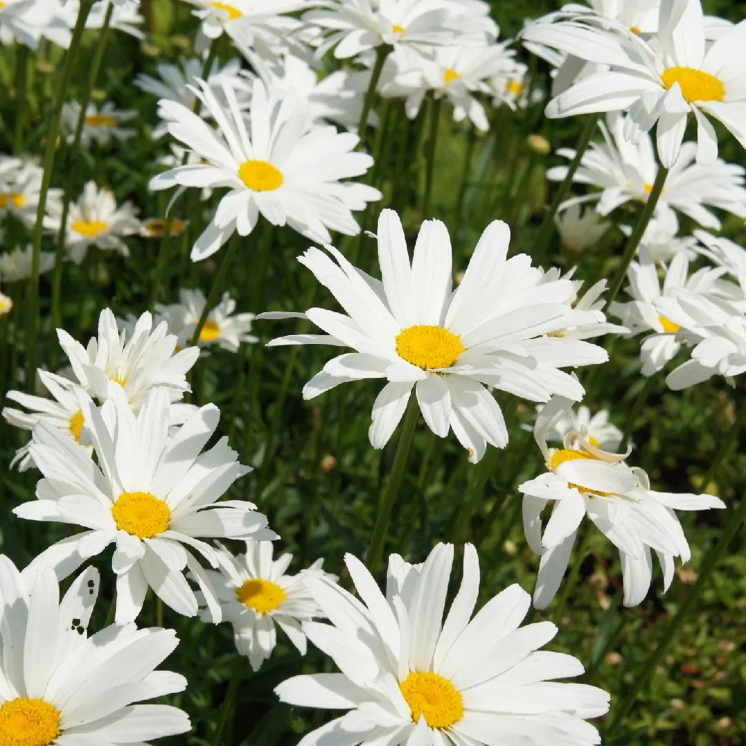Margaritas Dobles: Belleza Y Cuidado De Estas Flores | TeleFlor