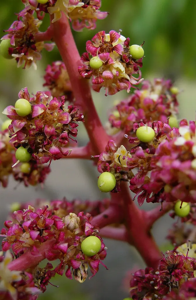 El Mango Tiene Flor: Ciclo De Vida Y Beneficios De Esta Deliciosa Fruta ...