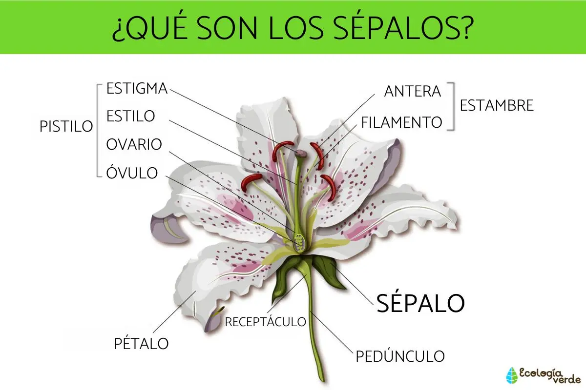 ¿qué Es Y Cuántos Sépalos Tiene Una Flor? | TeleFlor