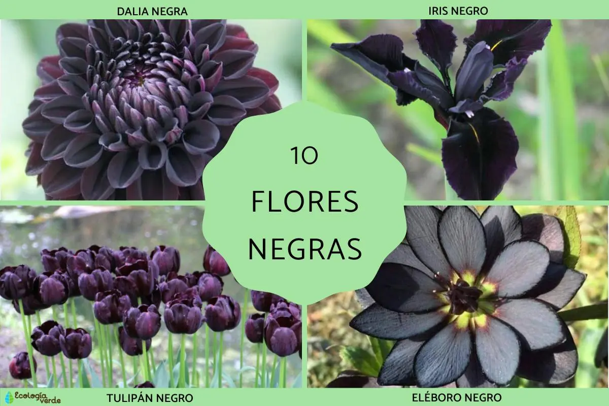 Las Flores Negras Más Destacadas: Tulipán, Dalia, Iris Y Más | TeleFlor