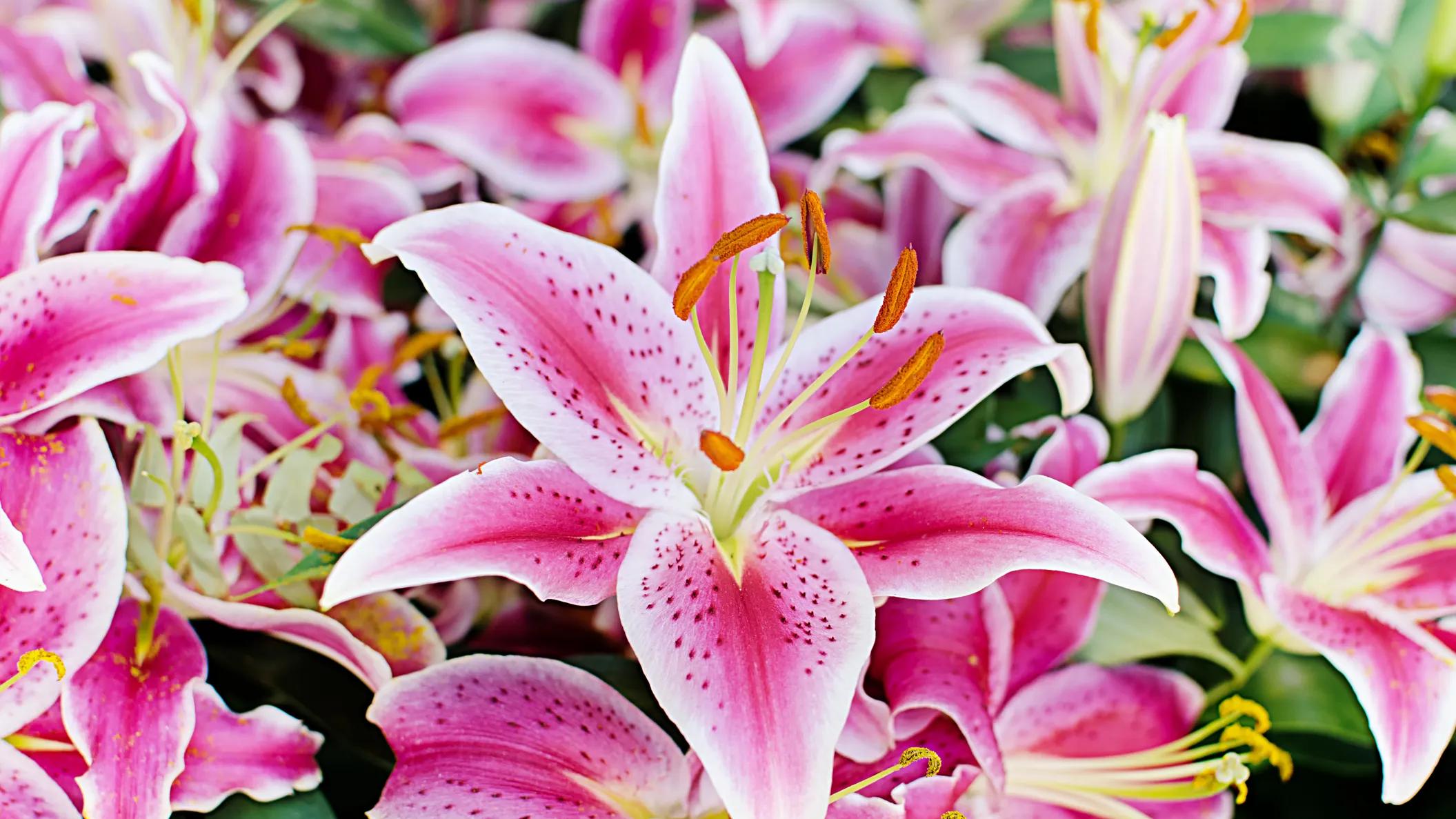 Flores Azucenas De Colores: Belleza Y Variedad En Tu Jardín | TeleFlor