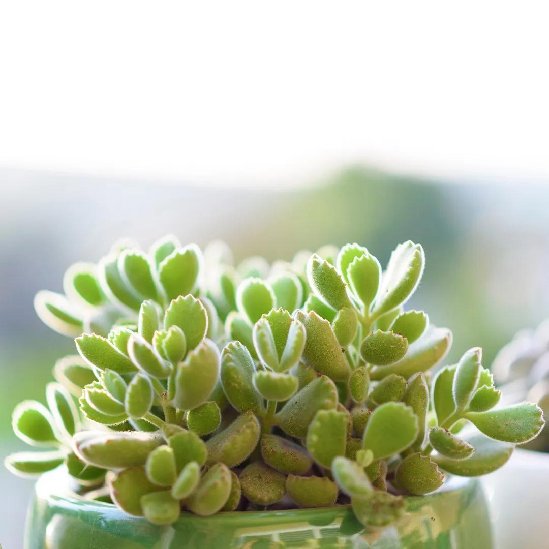 Cotyledon Tomentosa: La Belleza De La Garra De Oso | TeleFlor