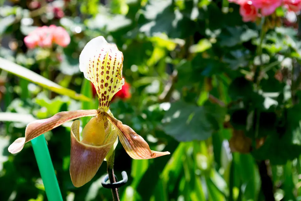 Flor Zapato De Dama: Características Y Cuidados | TeleFlor