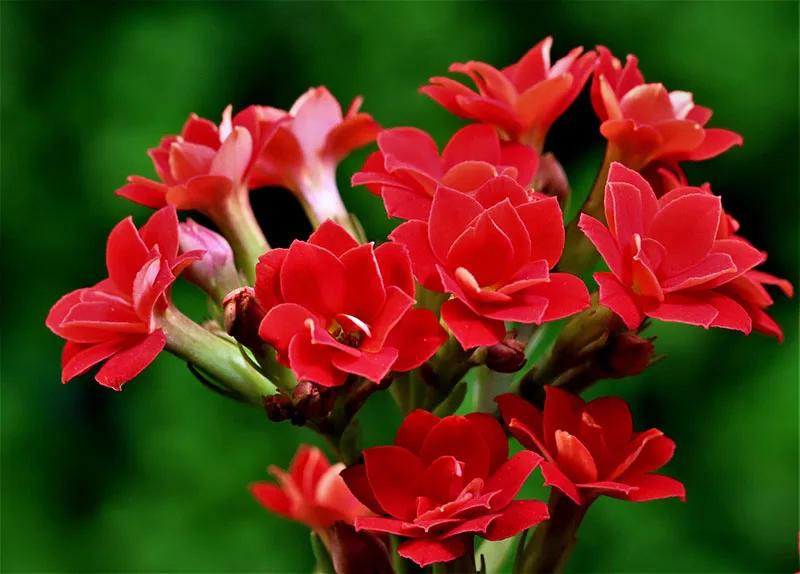 Kalanchoe Con Flores Rojas: Belleza Y Vitalidad | TeleFlor