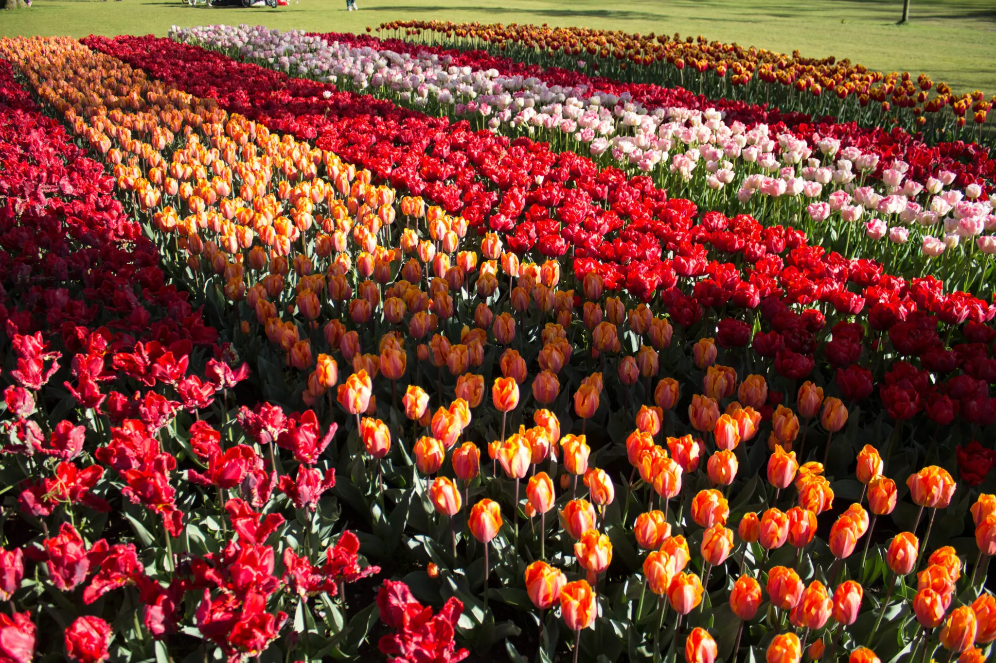 Desfile De Flores En Holanda: Vive Una Experiencia Colorida | TeleFlor