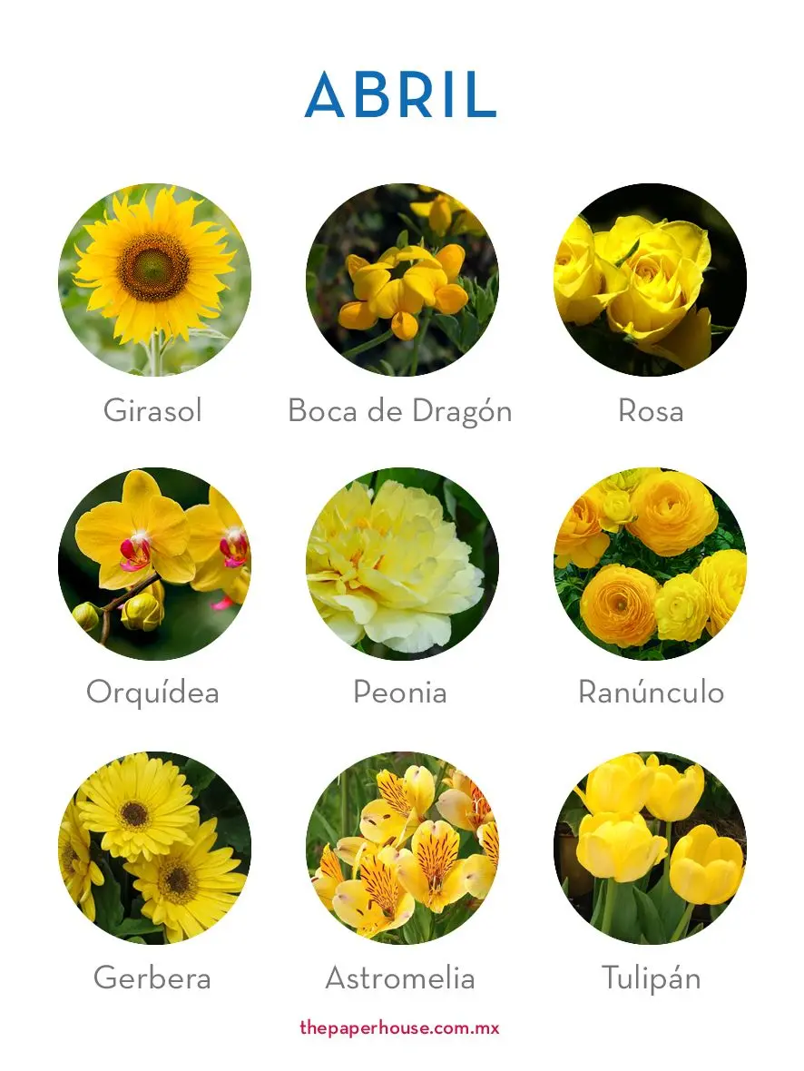 Imágenes De Flores Abril: Lirios, Tulipanes Y Margaritas | TeleFlor