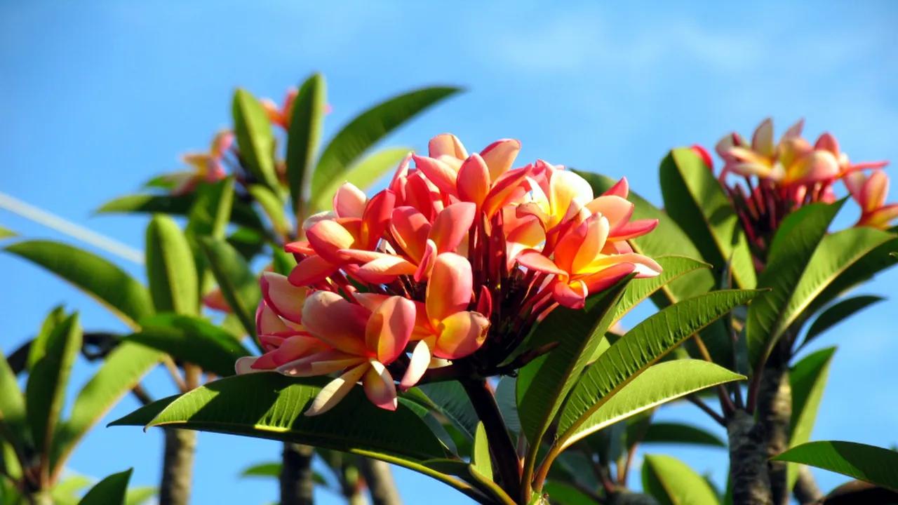 La Orquídea Colombiana: Belleza Y Diversidad Floral | TeleFlor