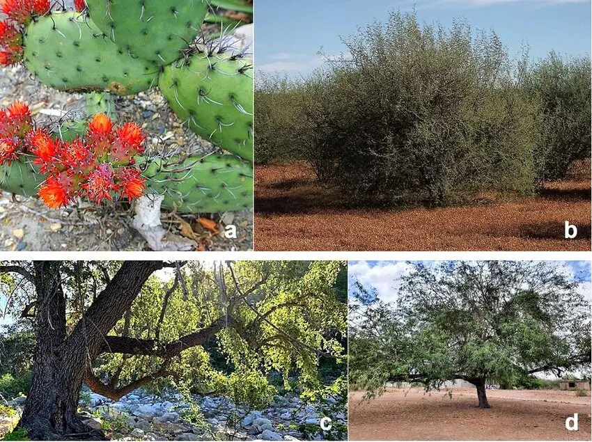 Flora única De Guanajuato: Especies Endémicas Y Diversidad | TeleFlor