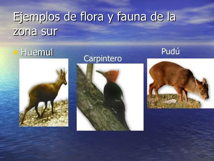 Flora De La Zona Templada Del Sur: Diversidad Y Importancia | TeleFlor