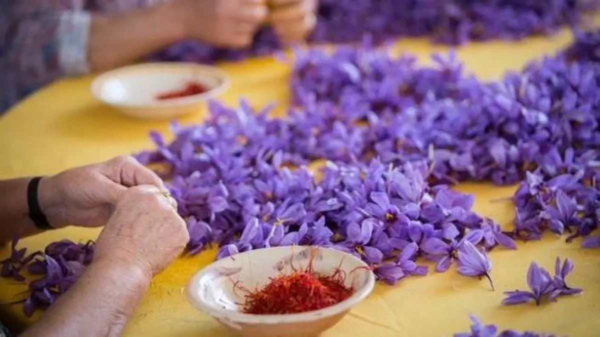 El Estigma Del Azafrán: Un Tesoro Natural | TeleFlor