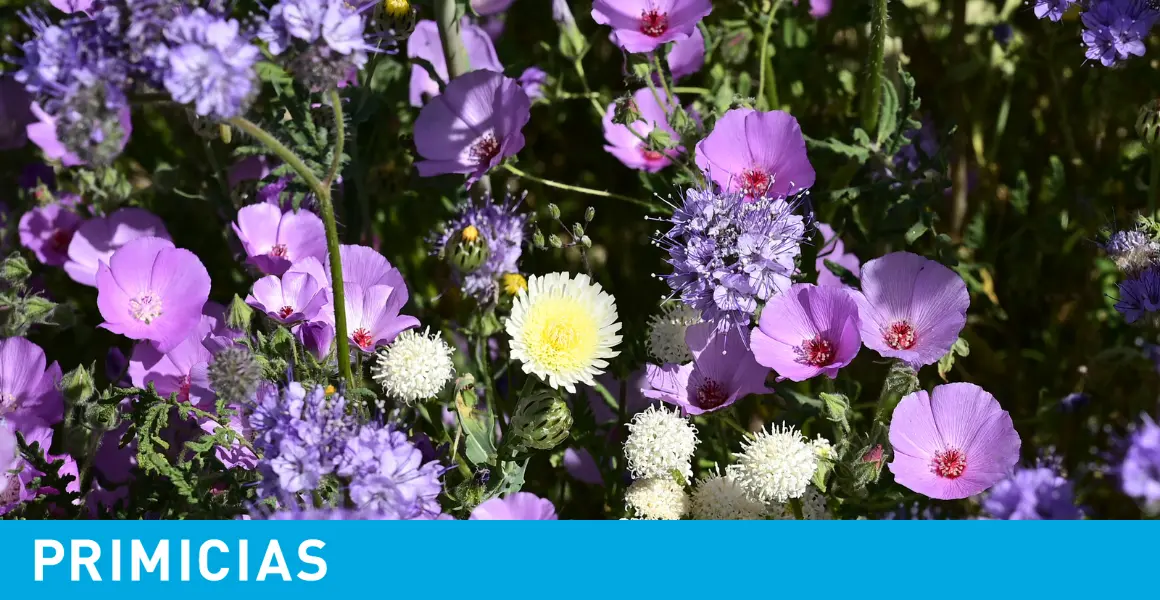 El Significado Del Ramo De Flores Violetas: Tradición Y Simbolismo ...