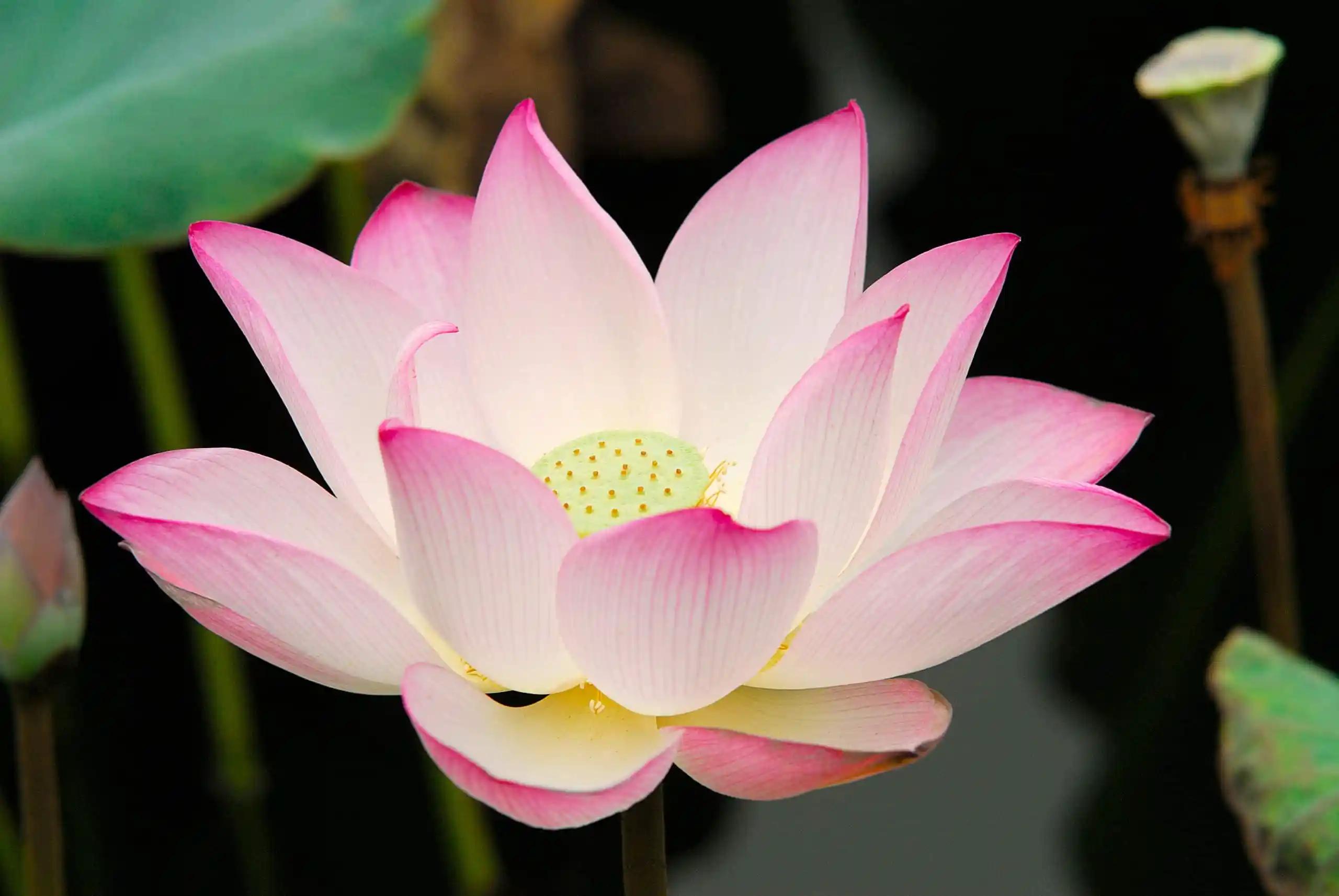 La Flor De Loto: Significado Y Poderes | TeleFlor