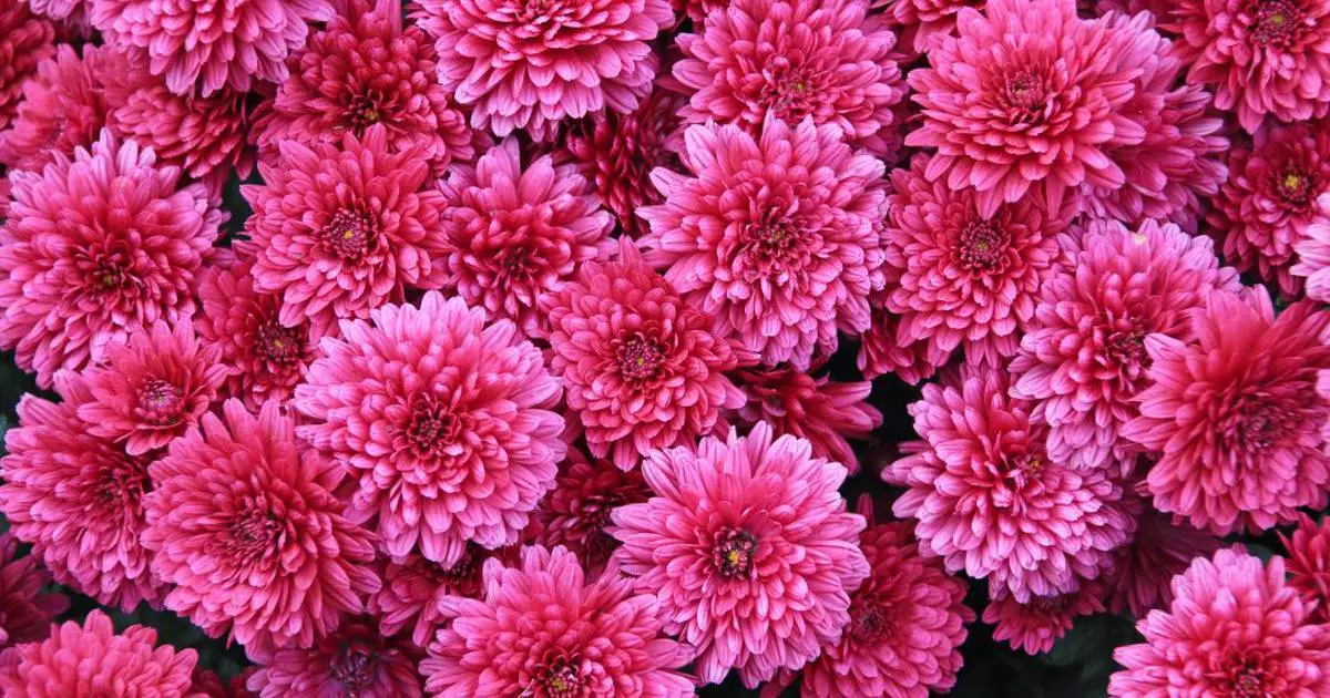 Flores De Crisantemos Amarillos: Significado Y Características | TeleFlor