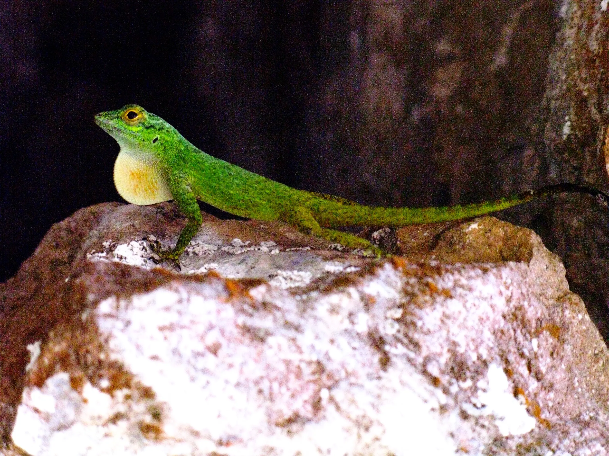 Flora Y Fauna De Haití: Biodiversidad En La Isla | TeleFlor