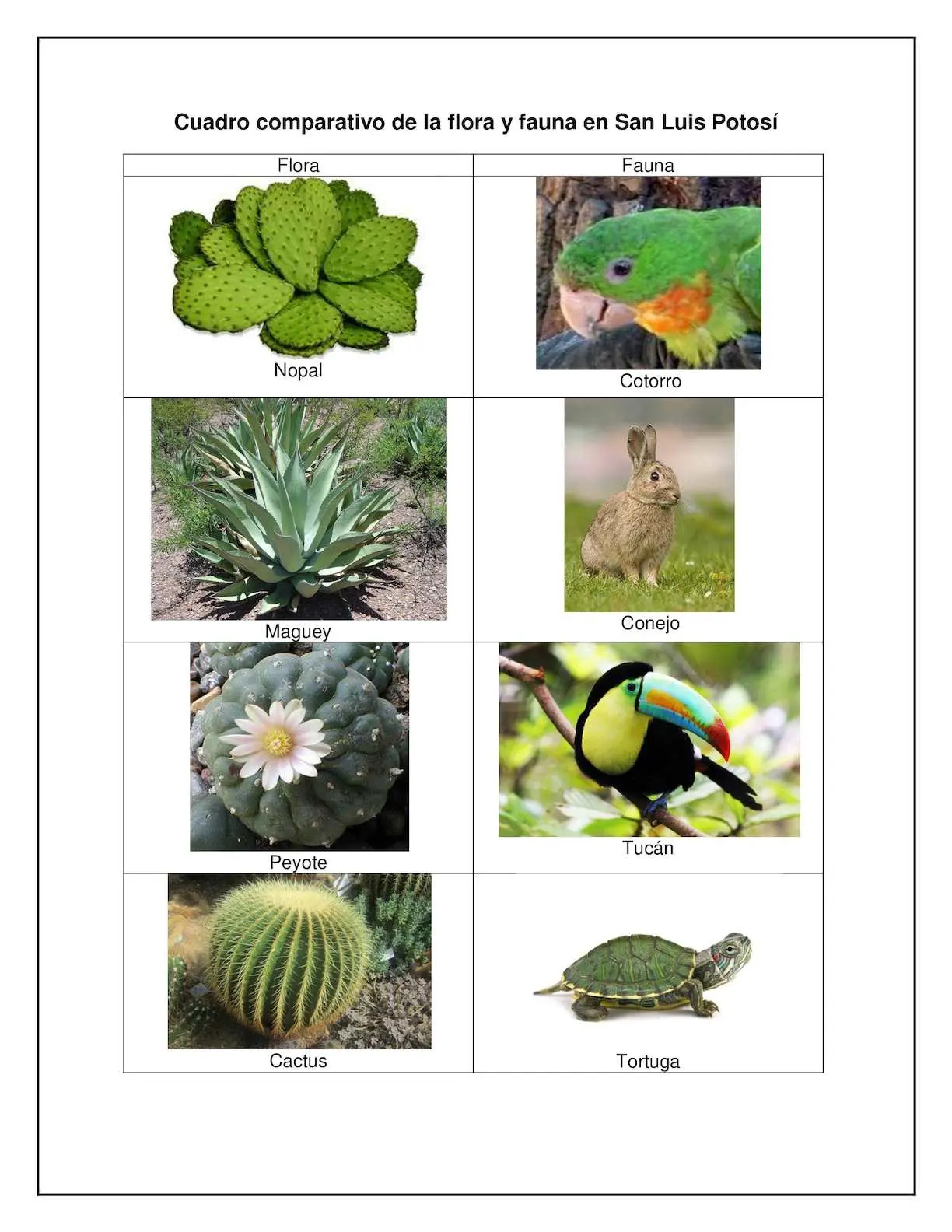 Flora De Potosí: Belleza Natural Y Diversidad Vegetal | TeleFlor